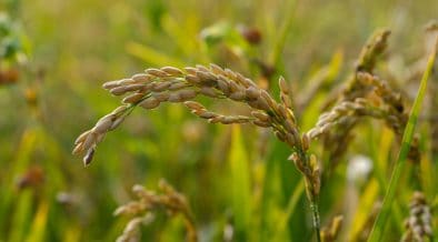 China's Yunnan Province Currently Transplanting a New Super Hybrid Rice ...