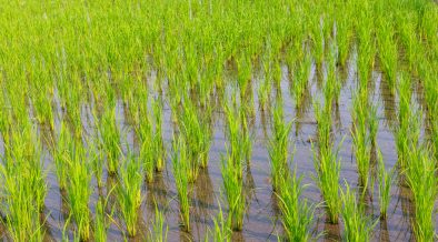 Researchers Solve the Mystery Behind Rice Root Tips Twirling As They ...