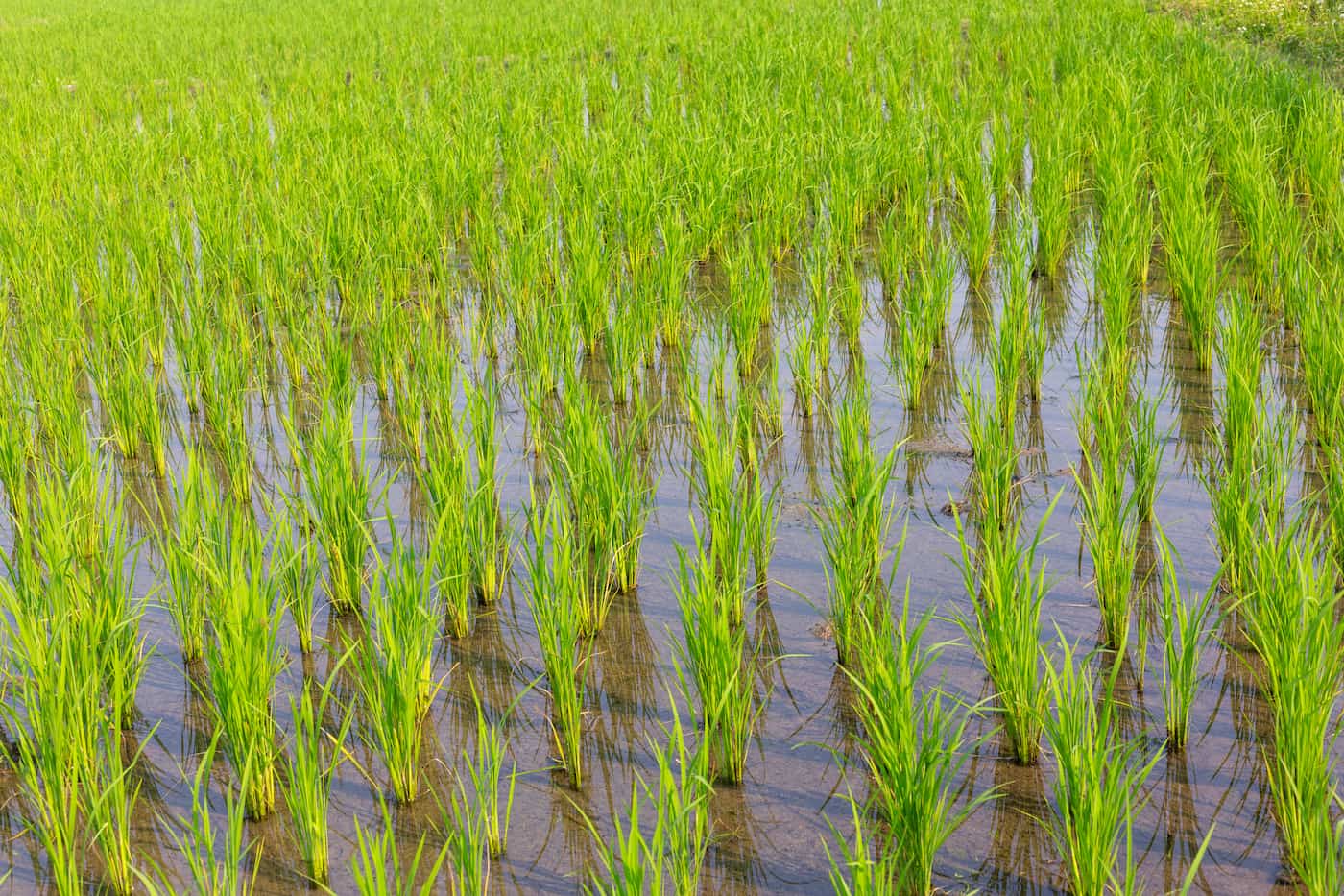 Researchers Solve the Mystery Behind Rice Root Tips Twirling As They ...