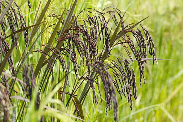 Assam’s Tribal Farmers To Cultivate Black Rice - We Know Rice