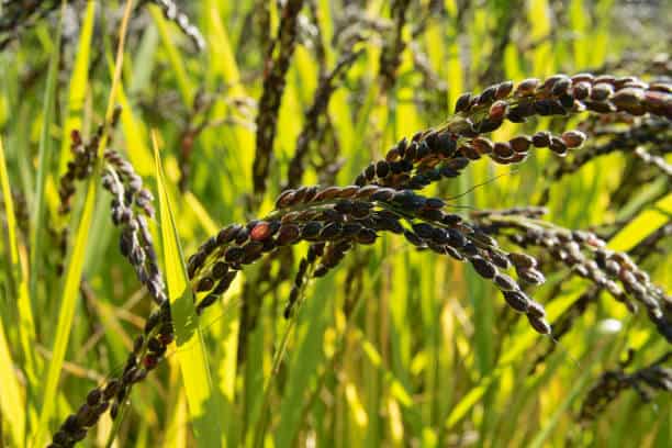 Agro Office in India Promotes Black Rice Farming - We Know Rice