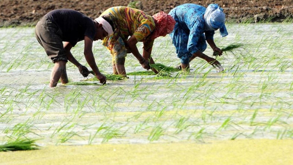 Rice Dwarf Virus Endangers Indian Paddy Fields, May Reduce Crop Yields ...