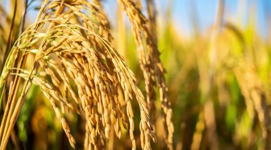 Where and How Rice is Grown - We Know Rice