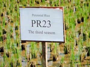Perennial Rice is Transforming Farming in China - We Know Rice