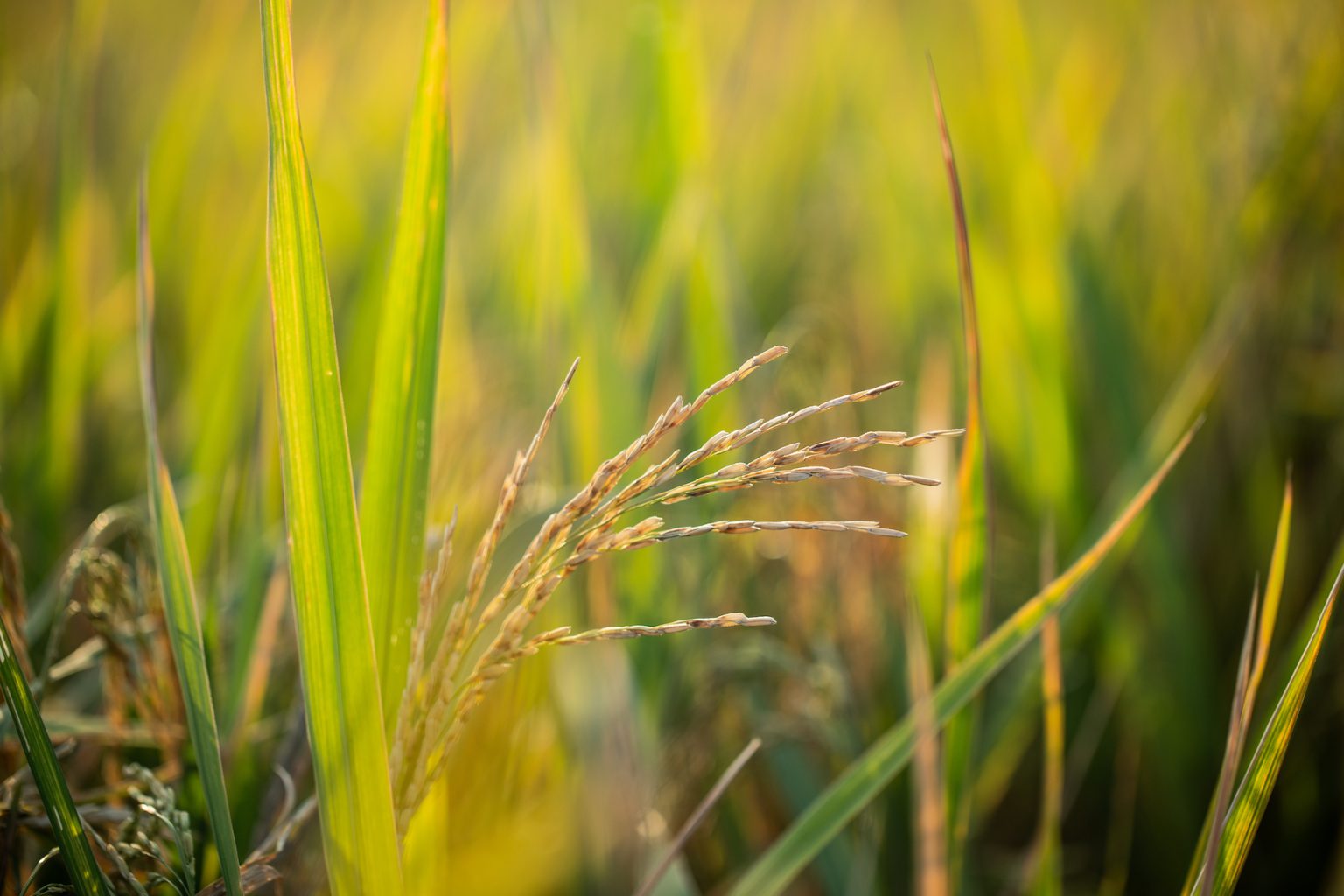 Philippine Rice Research Institute Recognized as One of the Major Rice ...