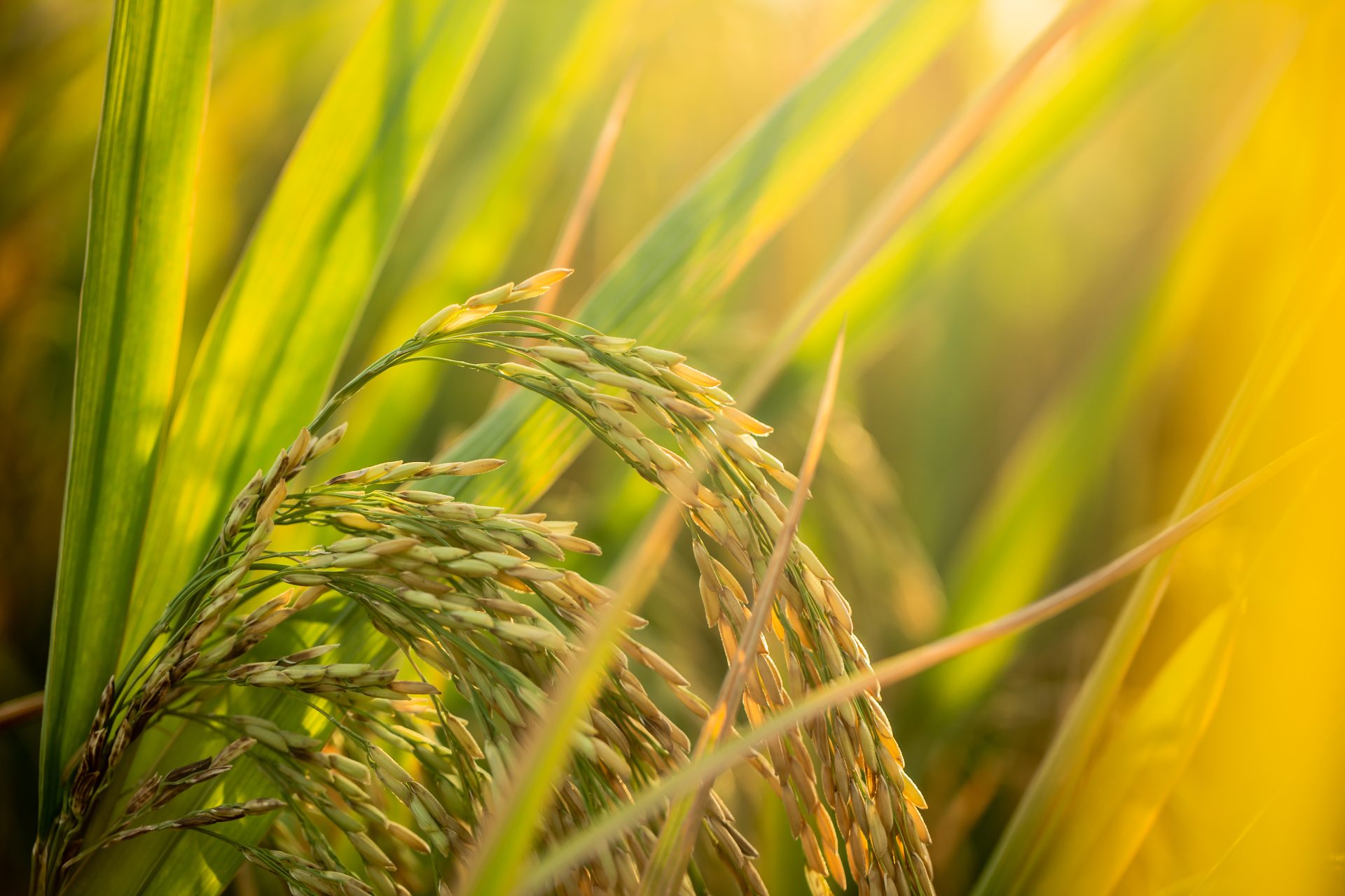 Disease-Resistant Rice Developed Through Genome Editing - We Know Rice
