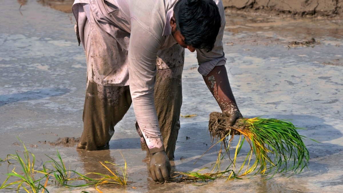 El Niño Expected to Further Hamper Rice Production in Asia - We Know Rice