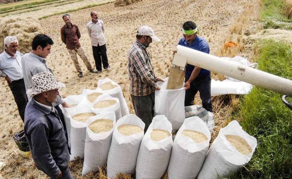 Risk of Global Rice Shortage Looming on the Horizon - We Know Rice