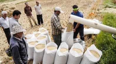 Risk of Global Rice Shortage Looming on the Horizon - We Know Rice