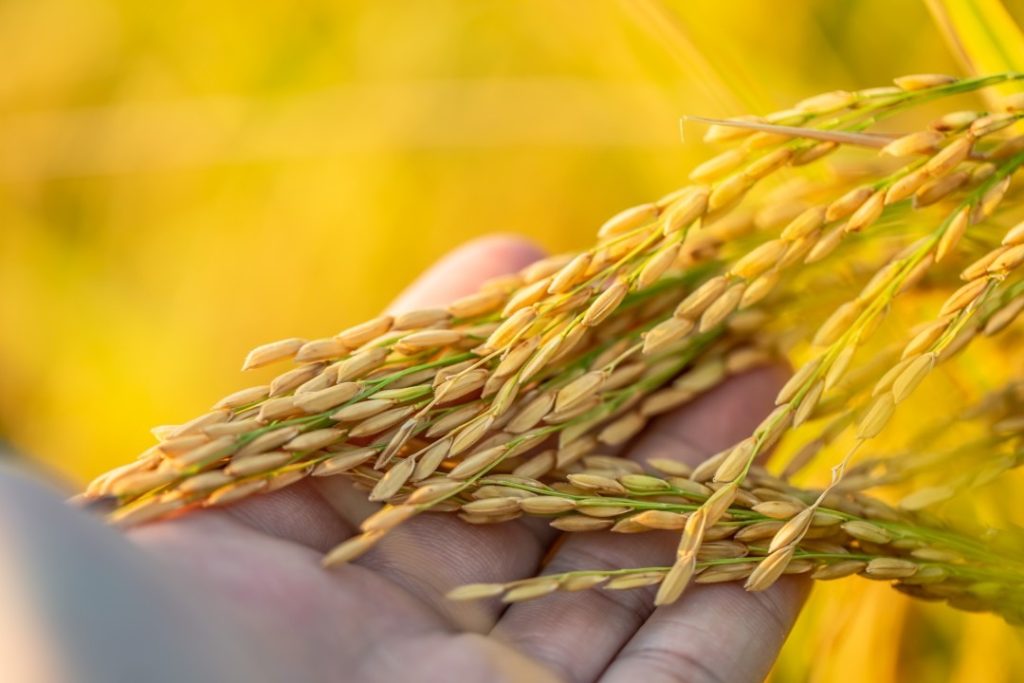 Chinese Scientists Identify Gene to Mechanize Production of Hybrid Rice ...