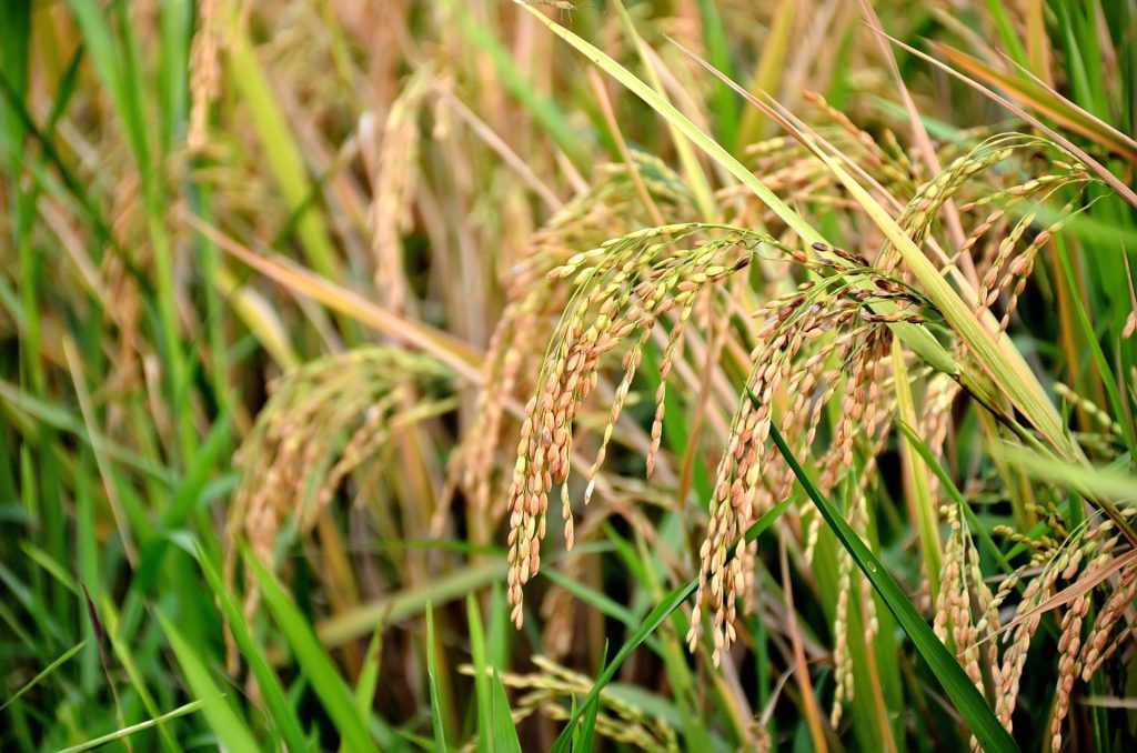 The Cultivation Challenges of Different Rice Varieties - We Know Rice