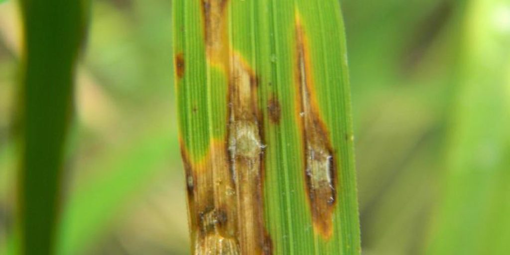 Japanese Scientists Explore Interaction Between Rice Blast Fungi and ...