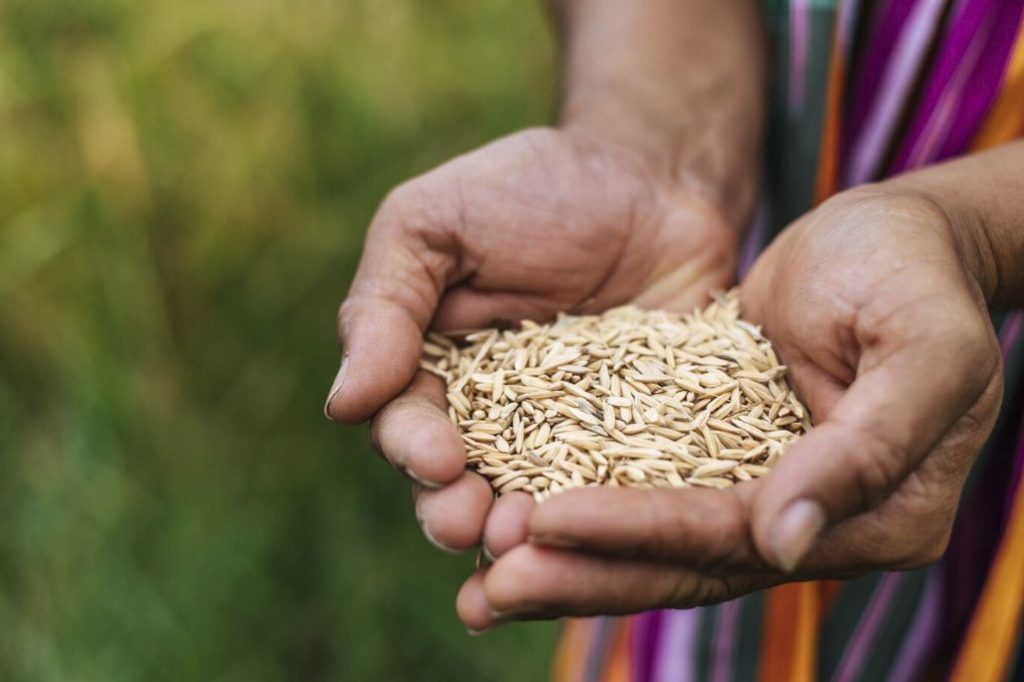The Complete History of Rice Cultivation - We Know Rice